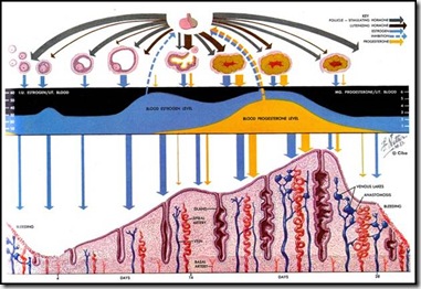 SITUS REPRODUKSI 4 U: SIKLUS HAID